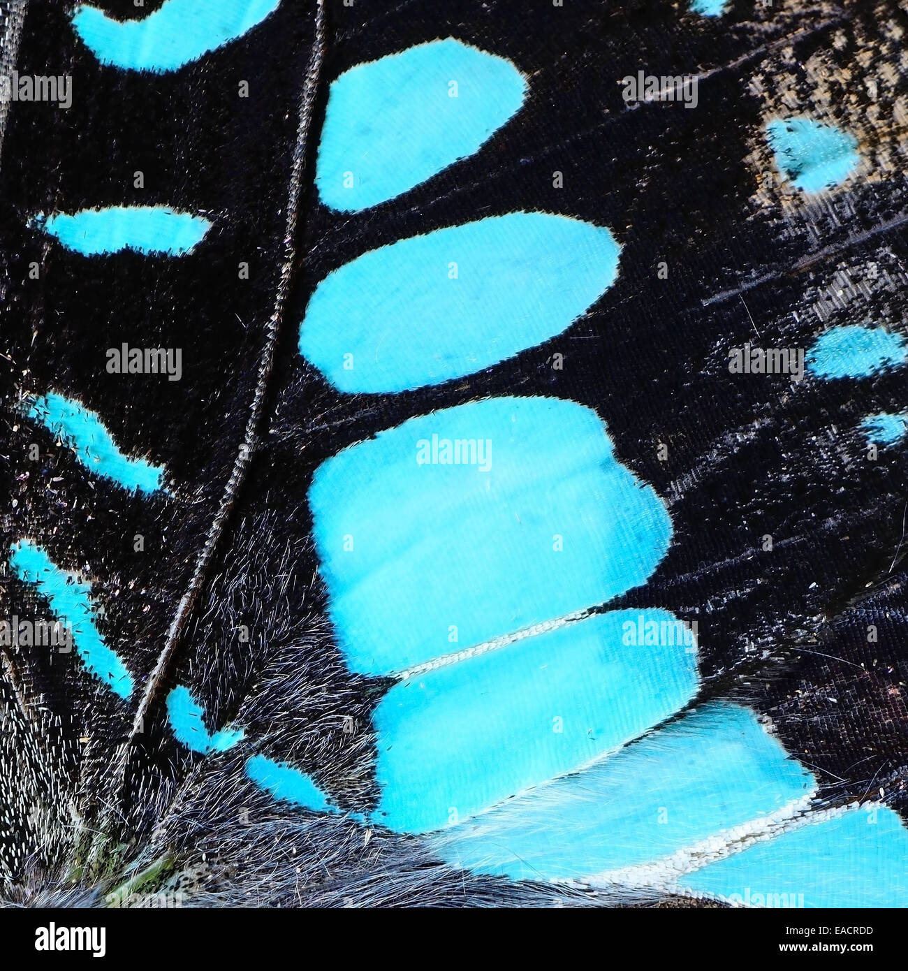 Butterfly wing pattern Banque de photographies et d’images à haute ...