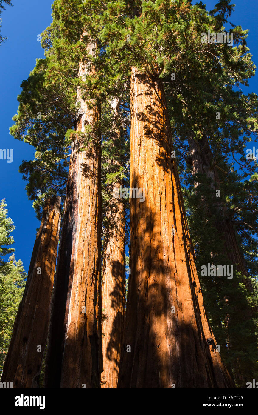 Séquoia géant, ou Sequoia, Sequoiadendron giganteum, à Sequoia National ...
