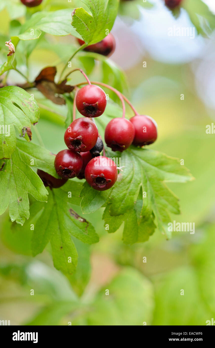 Crataegus species Banque de photographies et d’images à haute ...