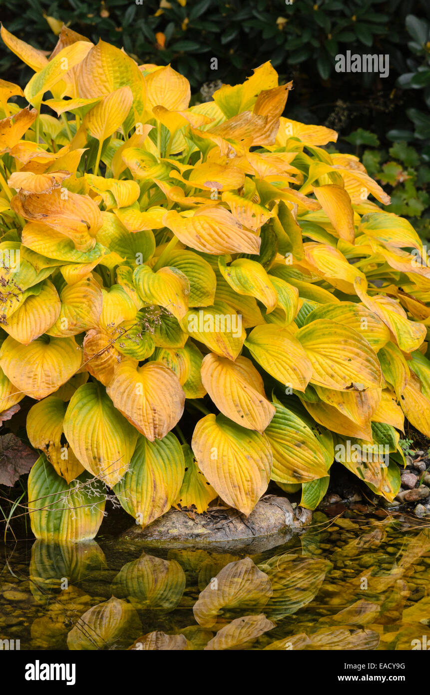 Hosta autumn leaves Banque de photographies et d’images à haute ...