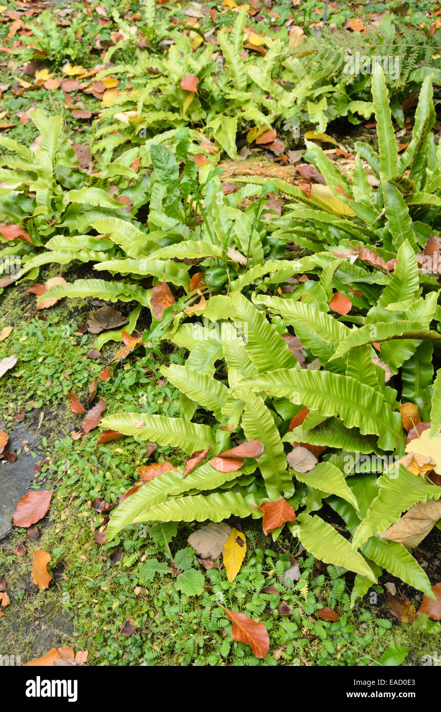 Scolopendre officinale (Asplenium scolopendrium phyllitis scolopendrium ...