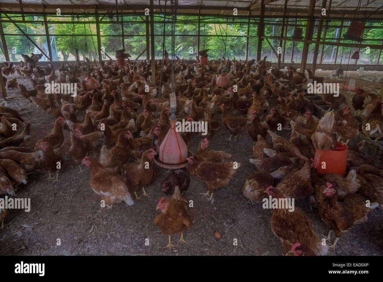 Poultry farm Banque de photographies et d’images à haute résolution - Alamy