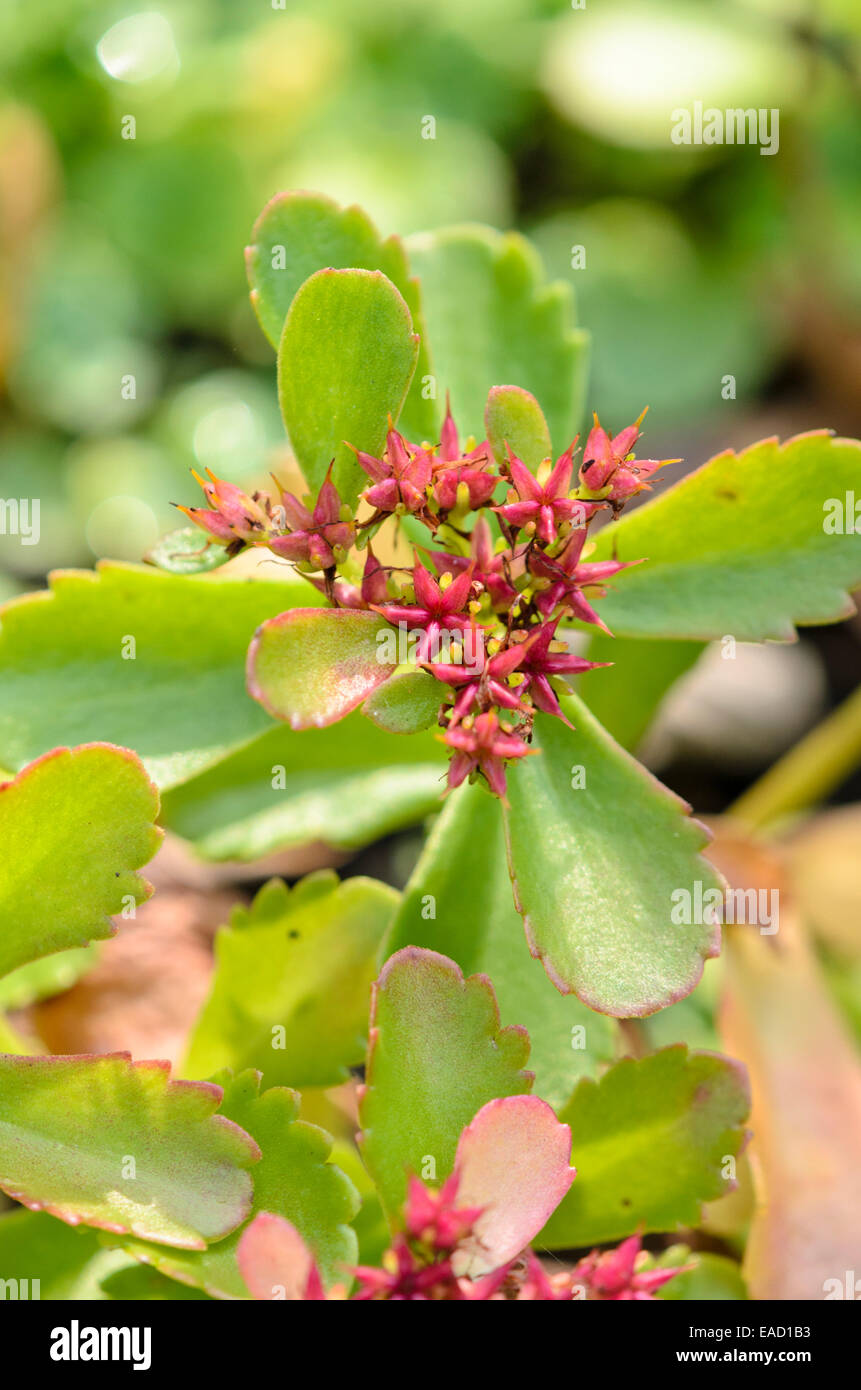 Fruits rouges Banque de photographies et d’images à haute résolution ...