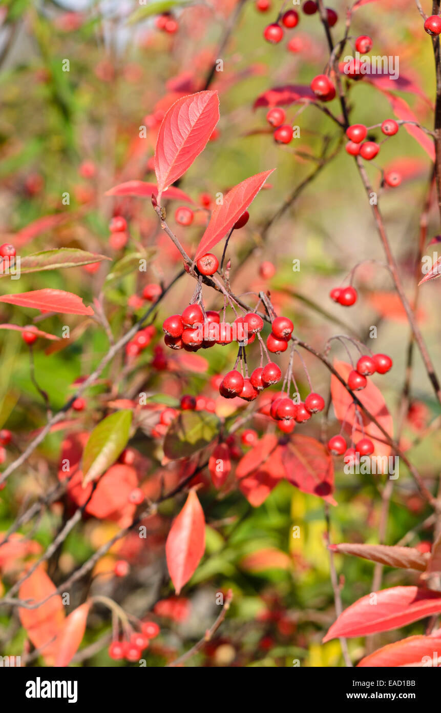 Plante automne fruits rouges Banque de photographies et d’images à ...
