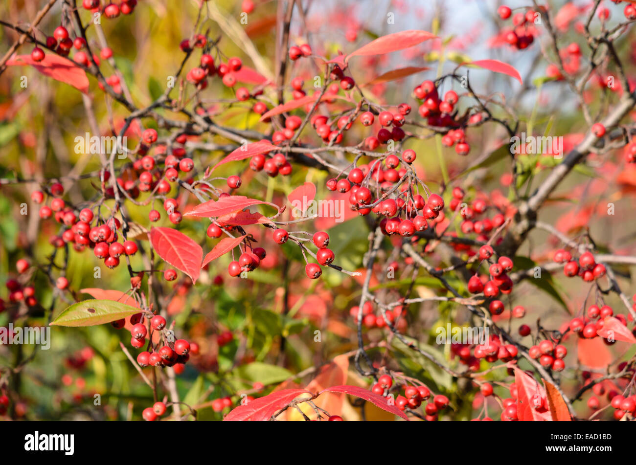 Aronia rouge Banque de photographies et d’images à haute résolution - Alamy