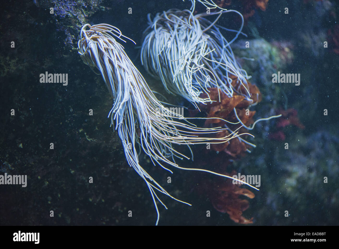 Zoo de vienne schonbrunn Banque de photographies et d’images à haute ...