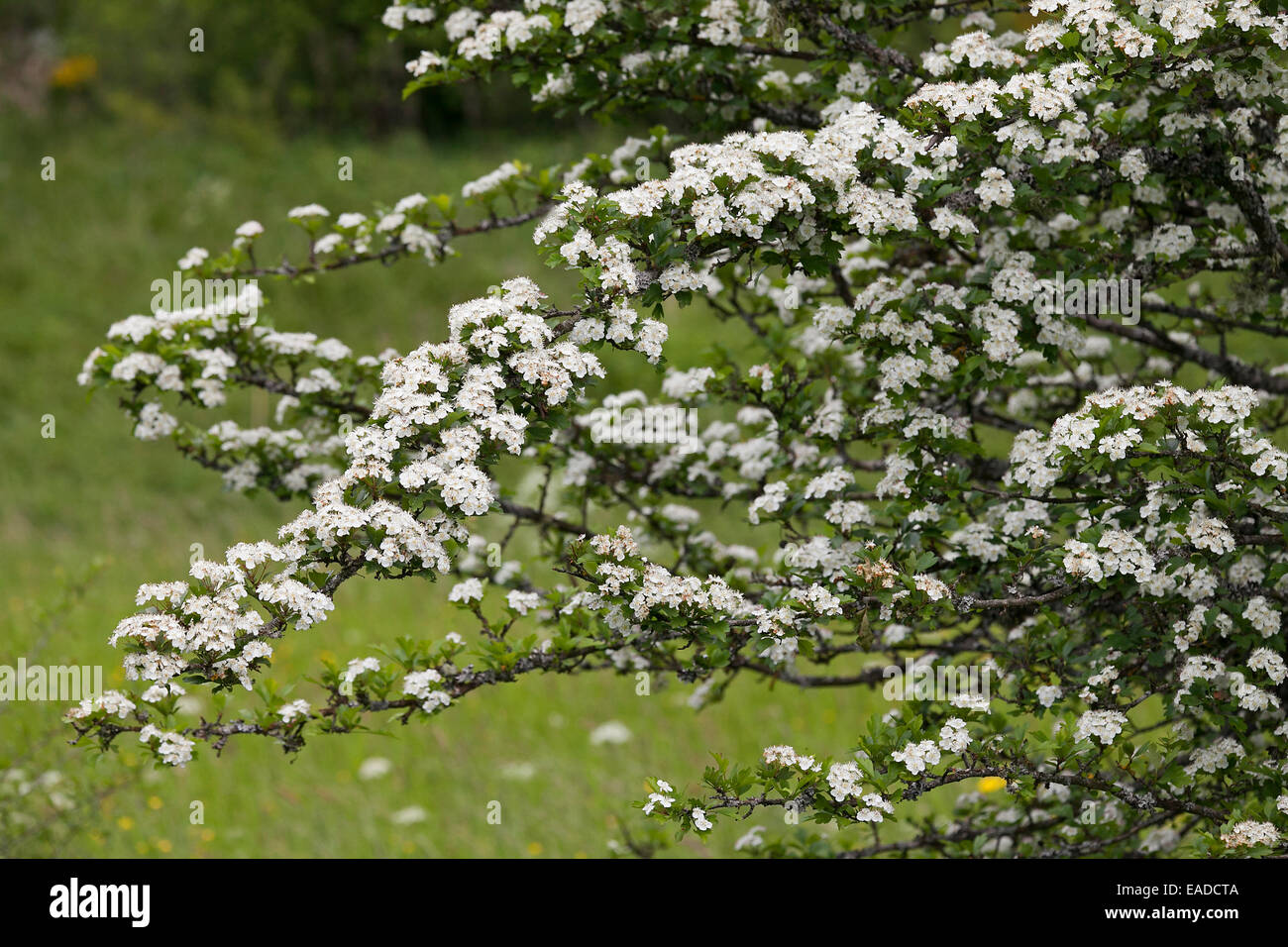 Aubépine lisse / anglais / Aubépine Aubépine forestiers / mayflower ...