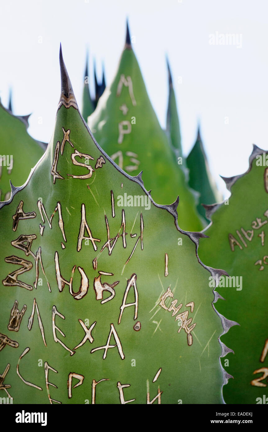 Géant vert Banque de photographies et d’images à haute résolution - Alamy