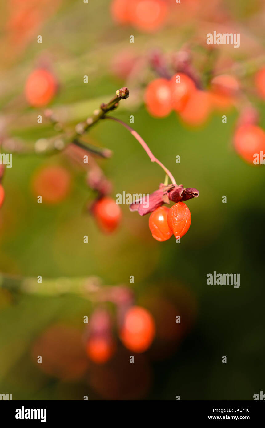 Burning Bush compact (Euonymus alatus 'compactus' Photo Stock - Alamy