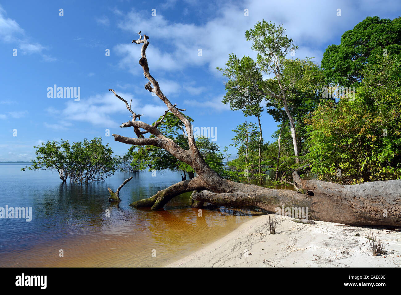 Tronc arbre amazonie Banque de photographies et d’images à haute ...