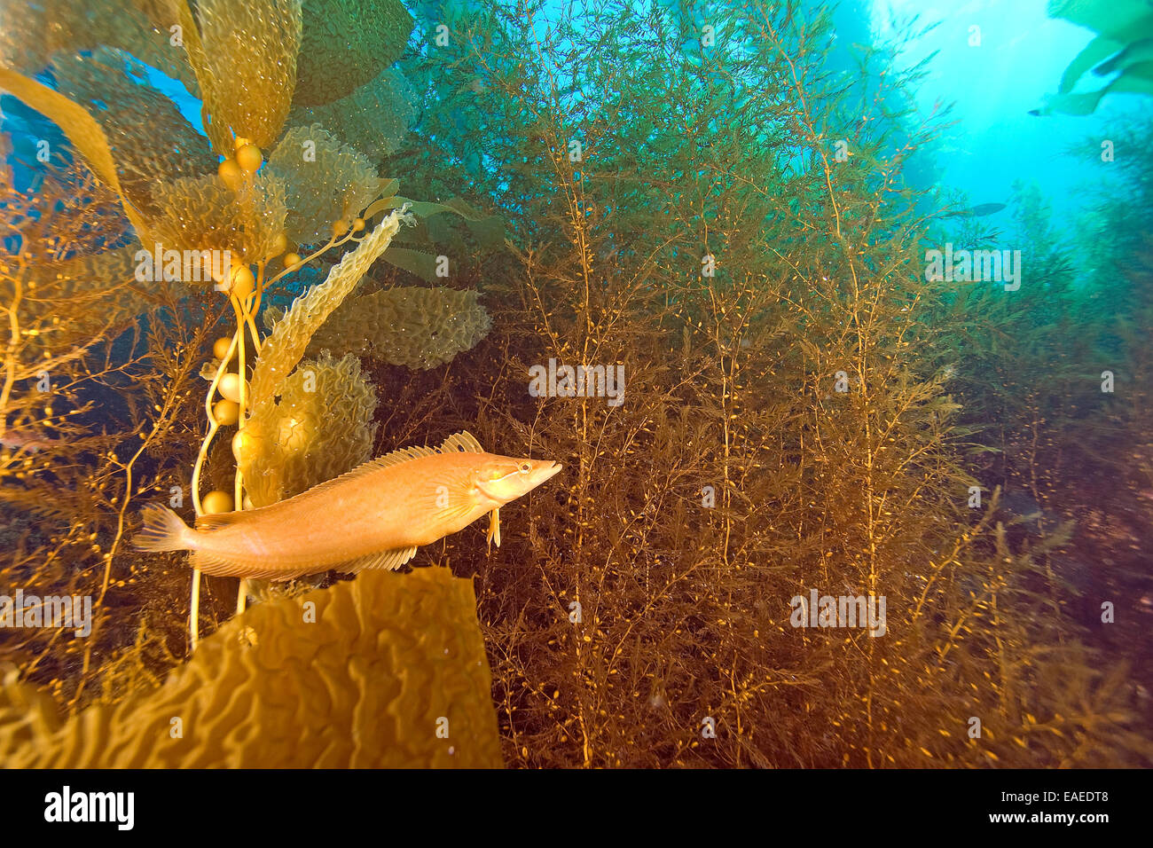 Poisson varech Banque de photographies et d’images à haute résolution ...