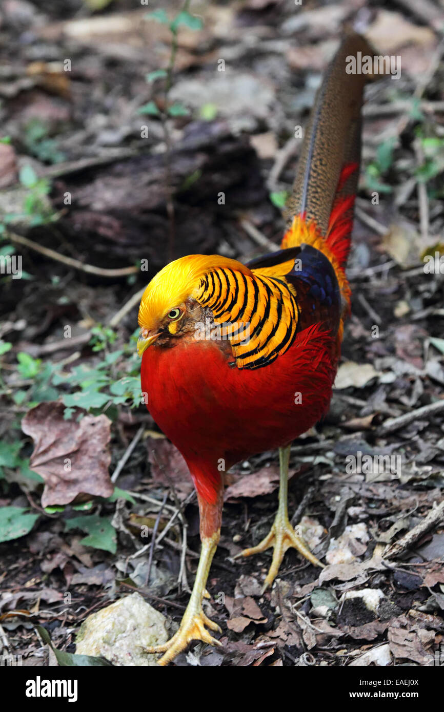 Pheasant chrysolophus pictus Banque de photographies et d’images à ...