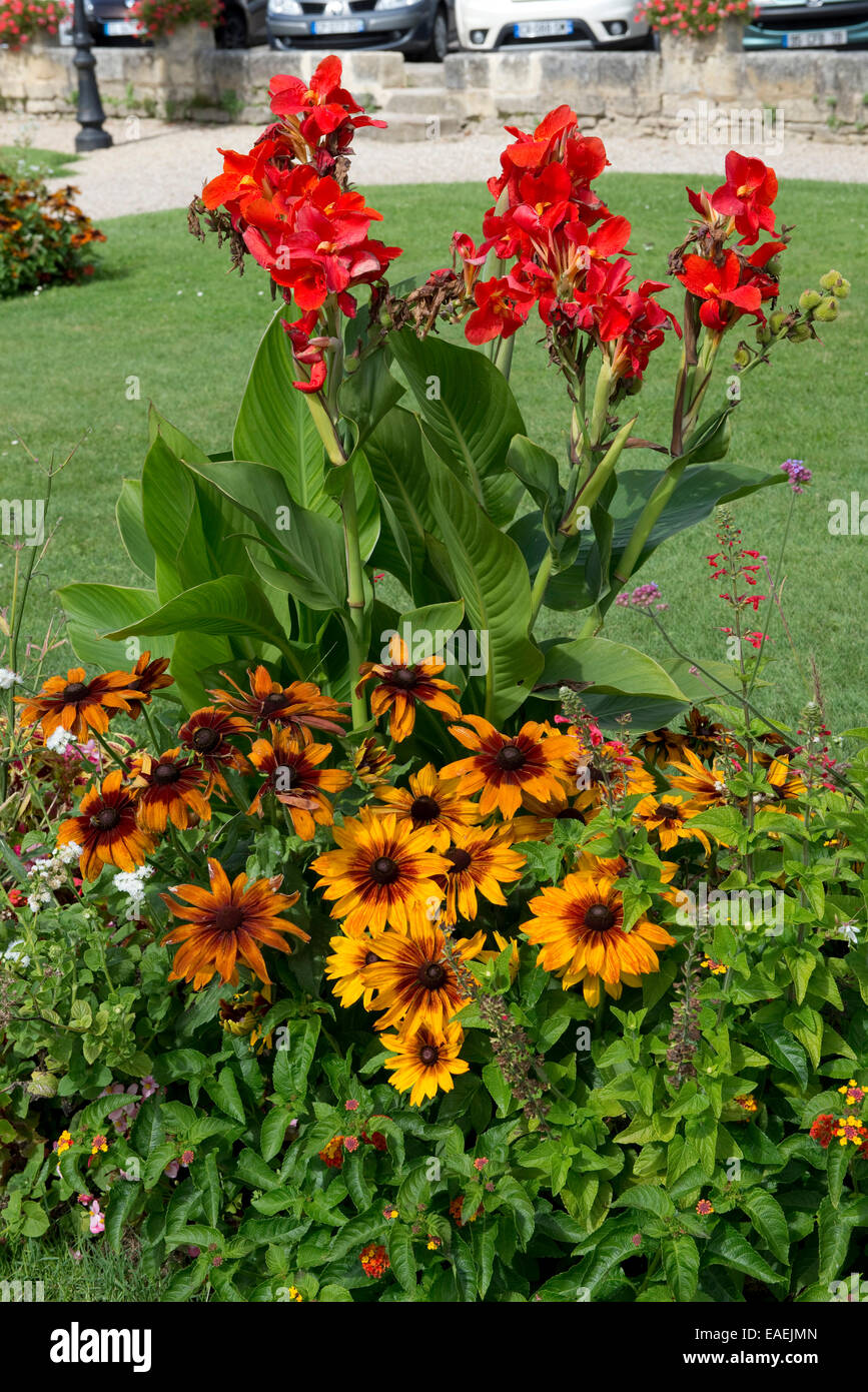Canna rouge lys et Rudbeckia 'Cappuccino' floraison dans le centre de ...