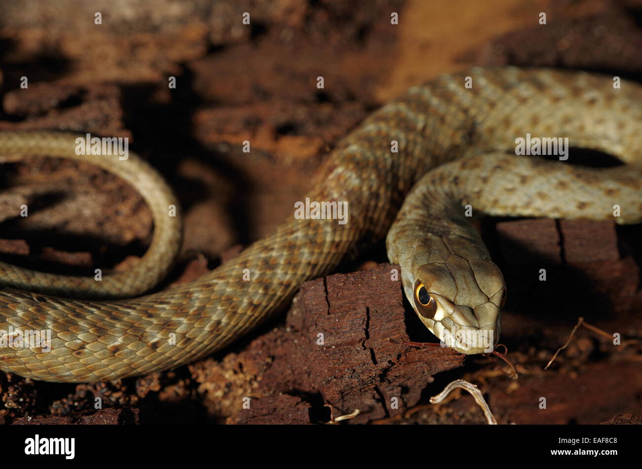 Serpent dans un arbre Banque de photographies et d’images à haute ...