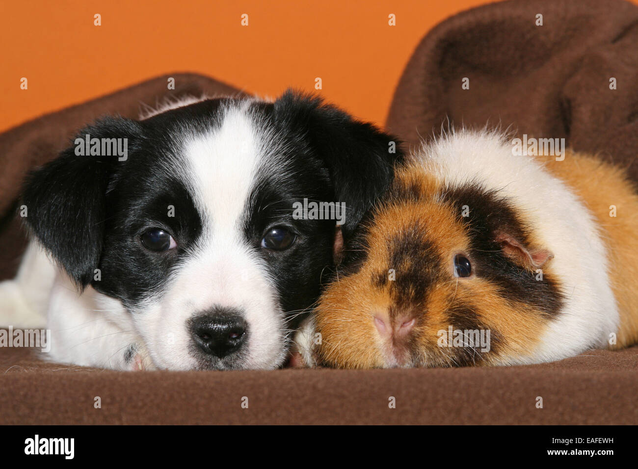 Cobayes au repos Banque de photographies et d’images à haute résolution ...