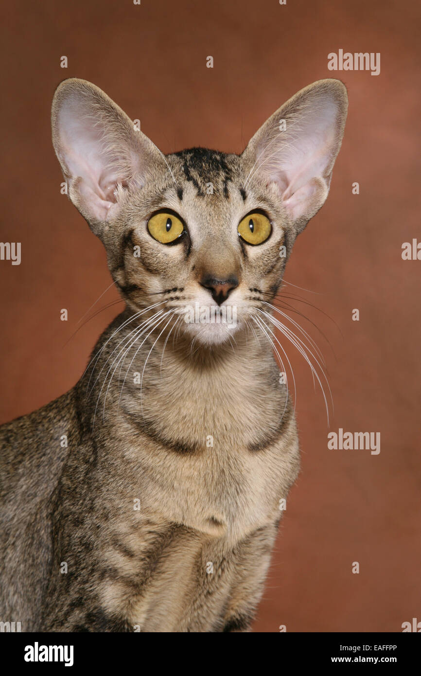 Chat oriental tabby brun Banque de photographies et d’images à haute ...