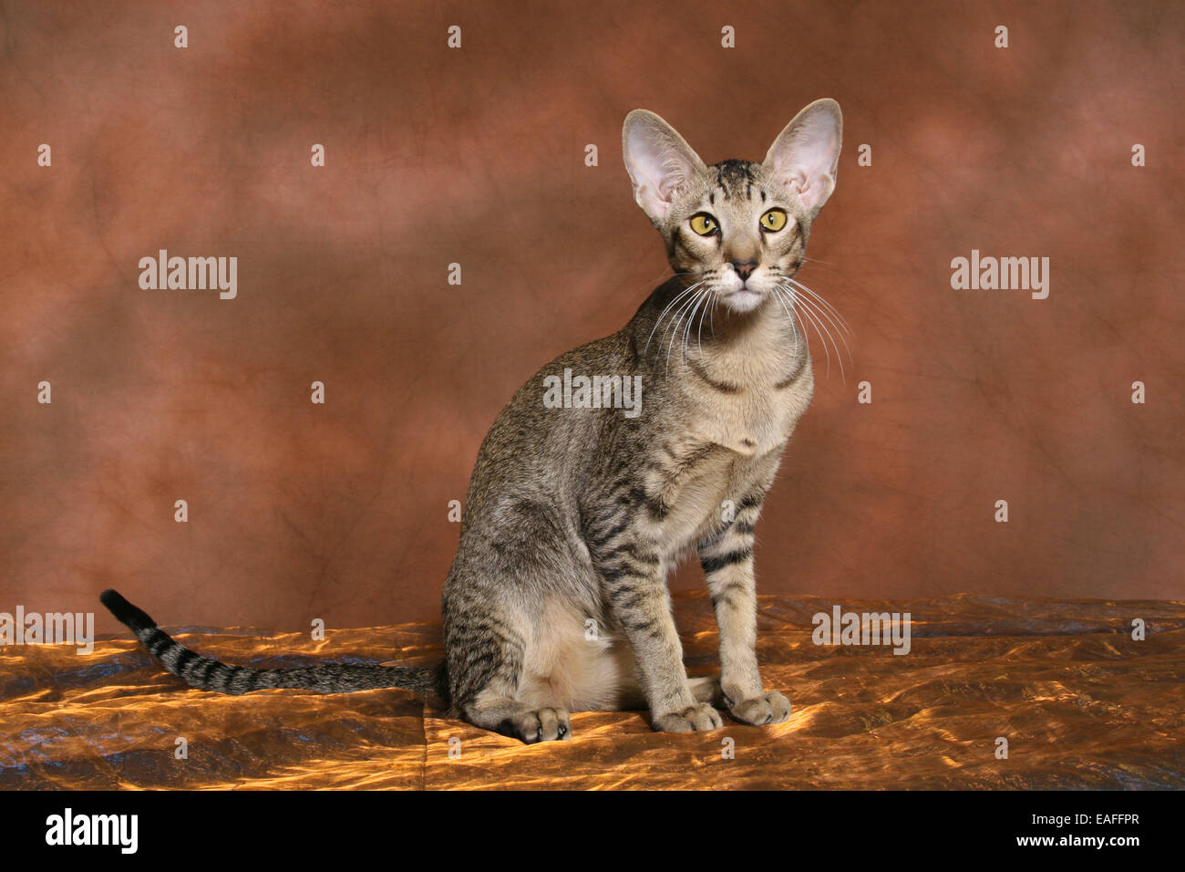 Chat oriental tabby brun Banque de photographies et d’images à haute ...