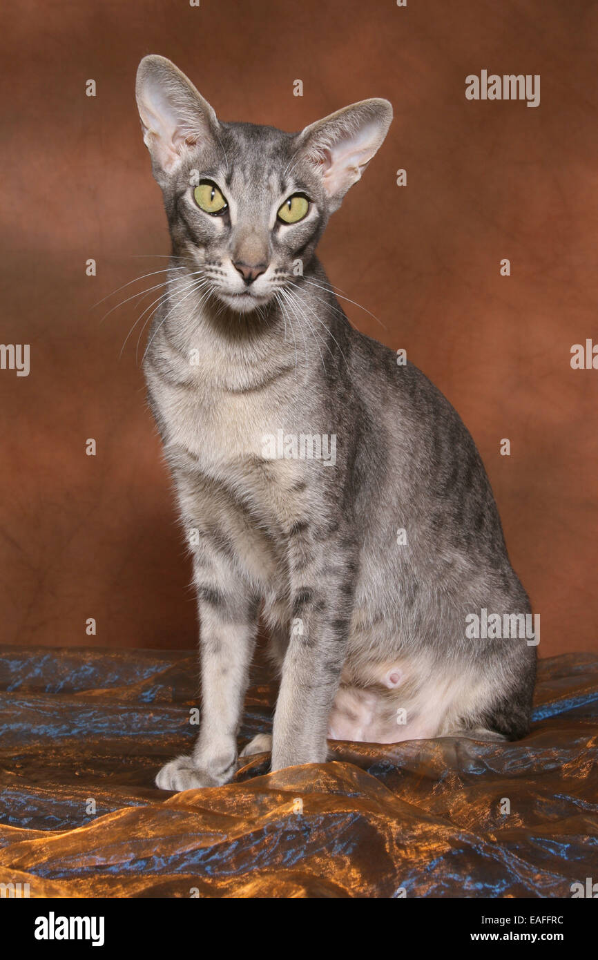 Chat oriental tabby brun Banque de photographies et d’images à haute ...
