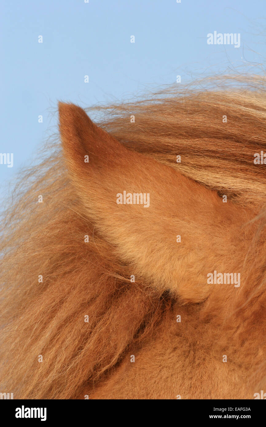 Oreille de cheval Banque de photographies et d’images à haute ...