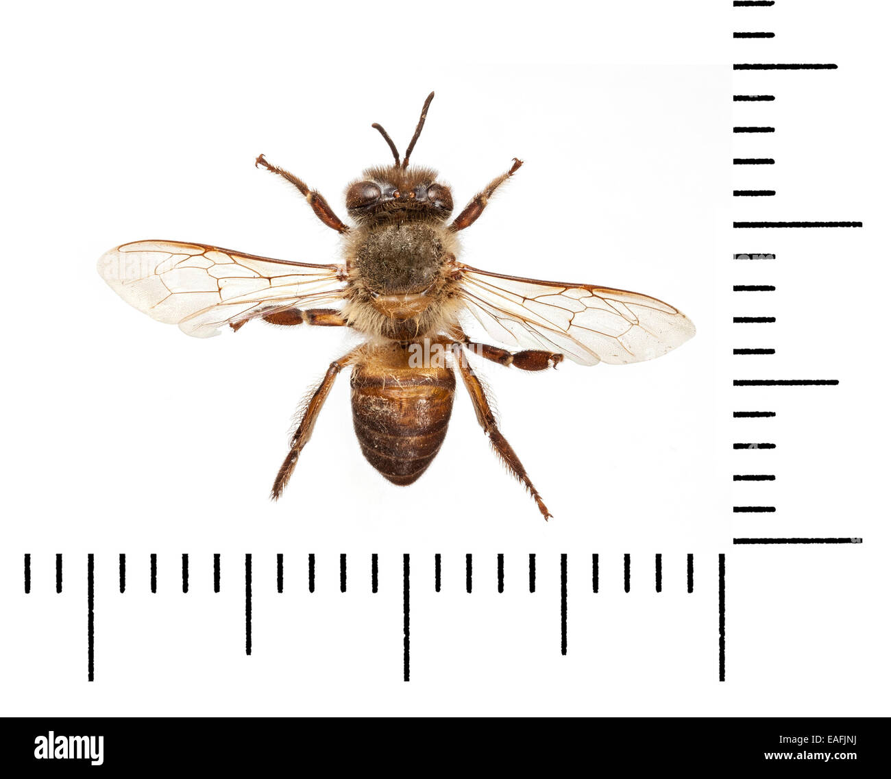 Apis cerana Banque de photographies et d’images à haute résolution - Alamy
