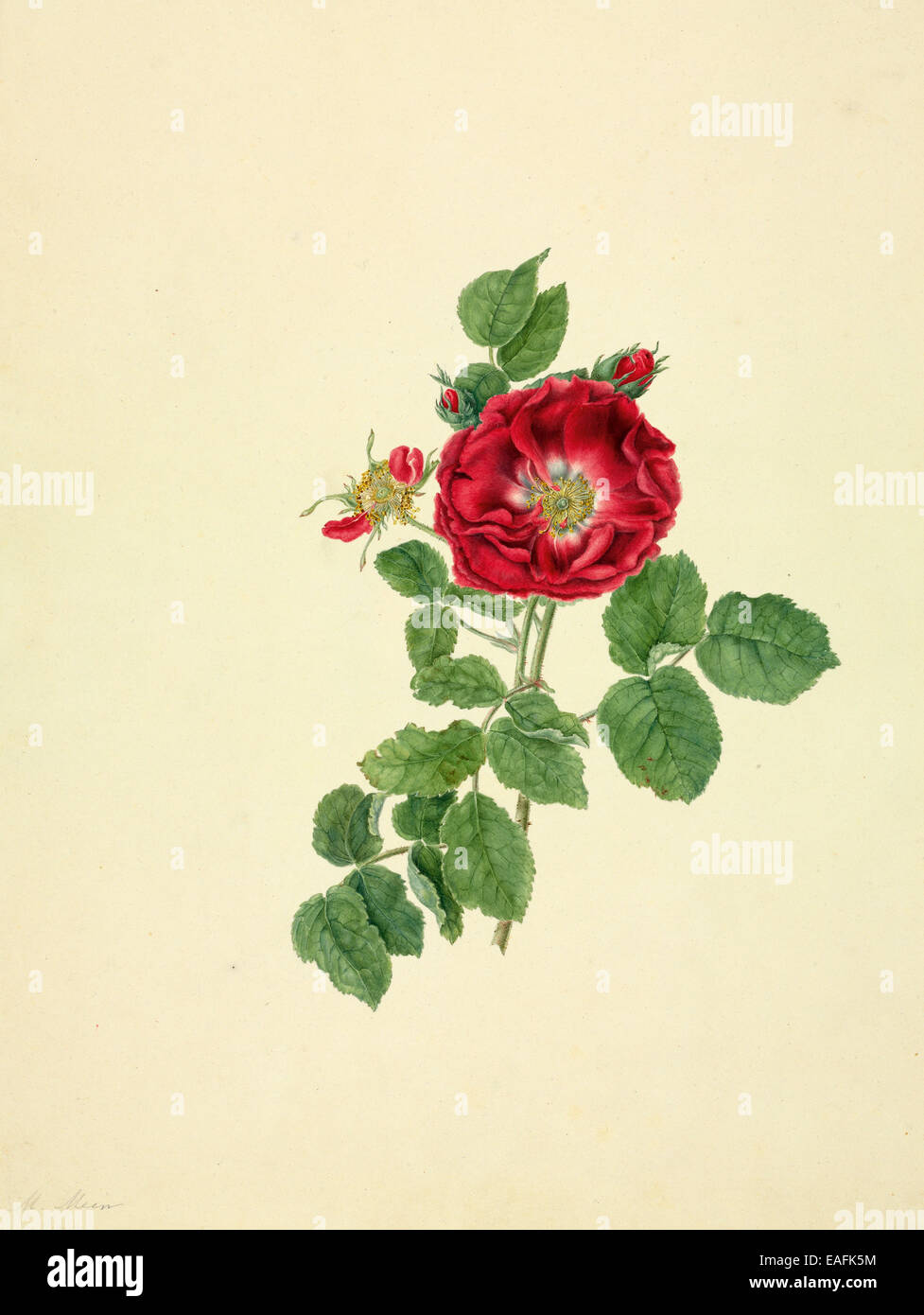 Planta de ilustración Banque de photographies et d’images à haute ...