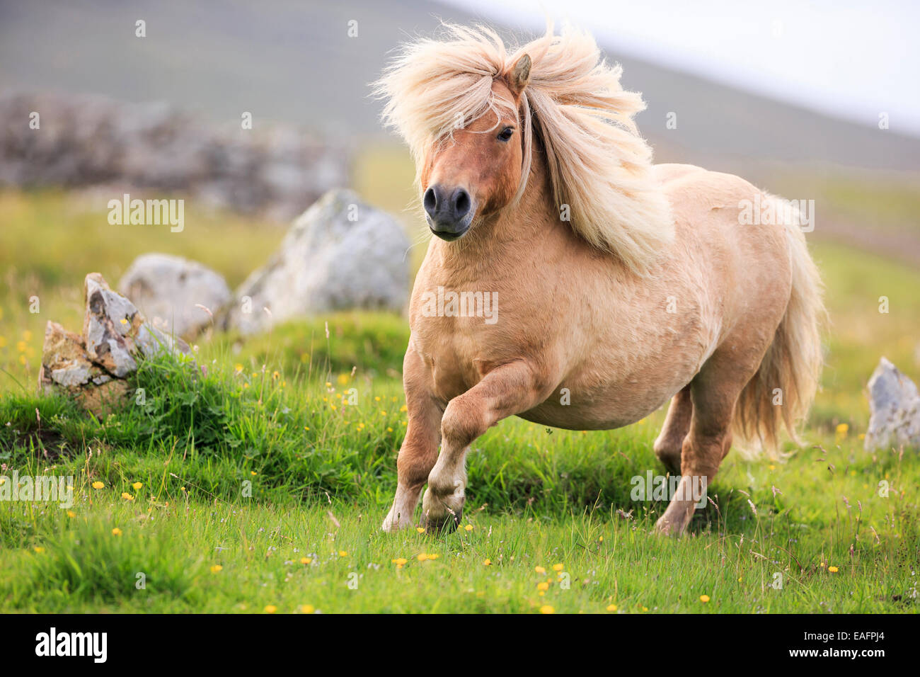 Poney Shetland étalon Palomino Shetland pâturage galopante Unst Photo ...
