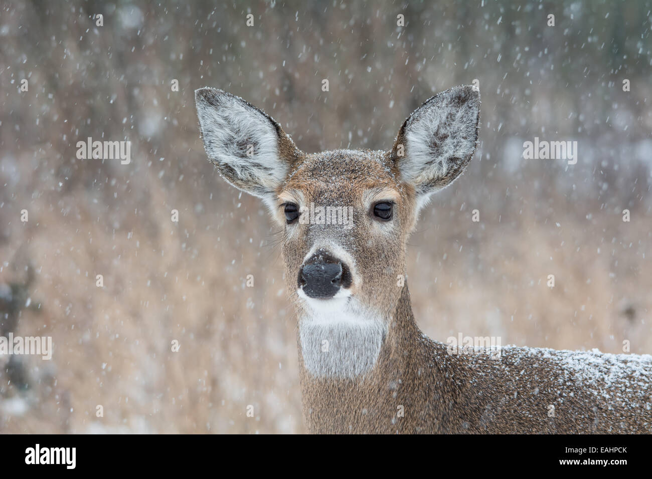 Cerf avec de la neige Banque de photographies et d’images à haute ...