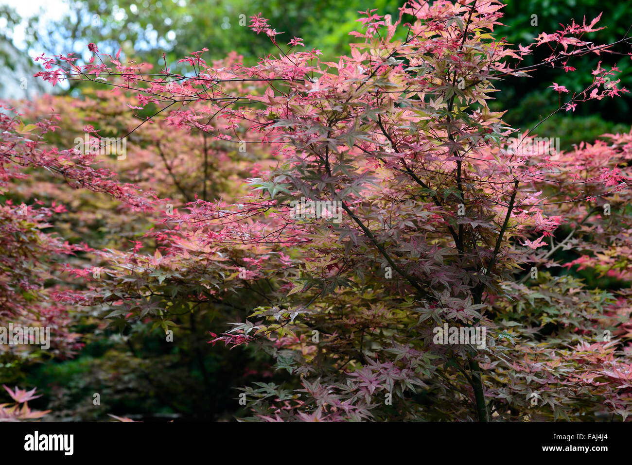 Acer palmatum otome zakura feuilles rouge arbre arbres feuillus érable ...