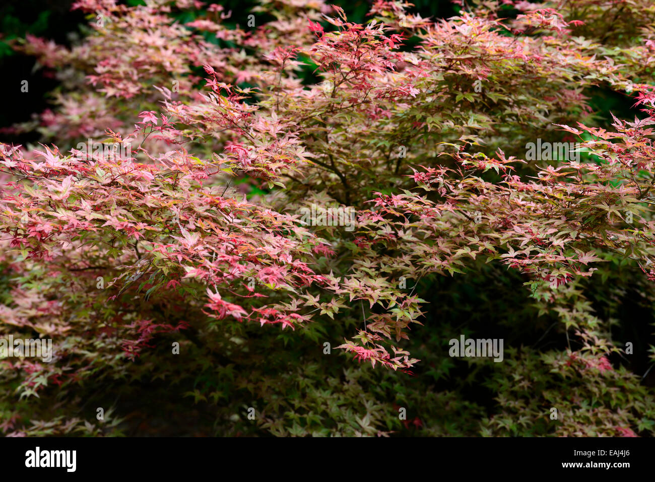 Acer palmatum otome zakura feuilles rouge arbre arbres feuillus érable ...