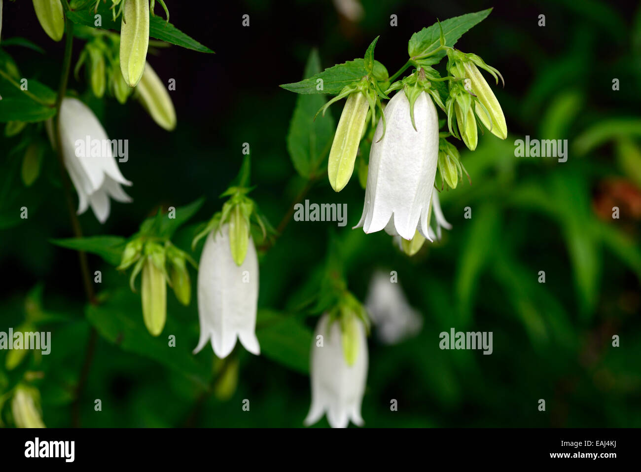 Fleurs en forme de clochette blanche Banque de photographies et d ...