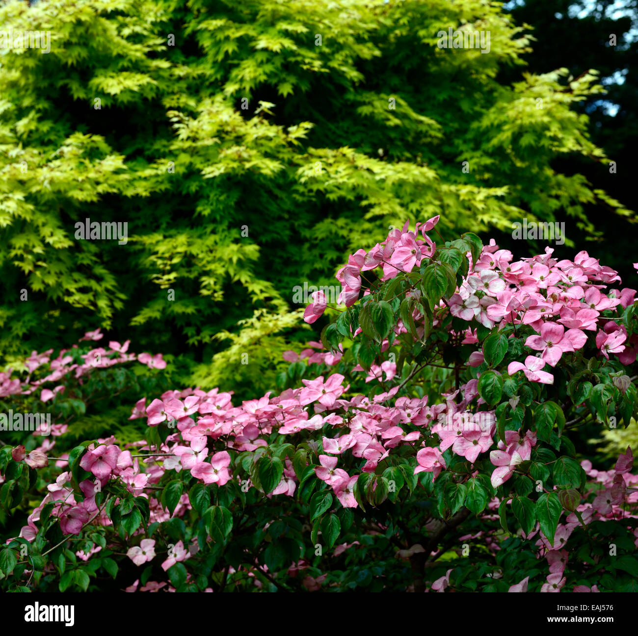 Cornus kousa et acer palmatum Banque de photographies et d’images à ...