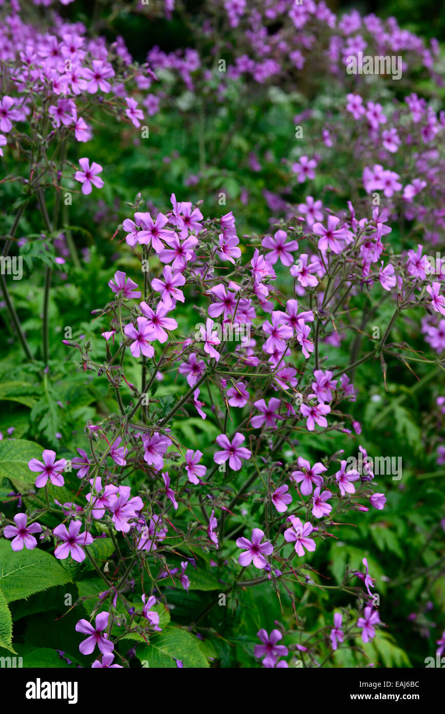 Geranium palmatum yeux magenta rose Floraison fleurs vivaces herbacées ...