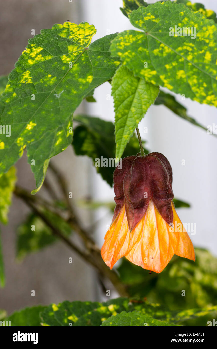 Abutilon x milleri variegatum Banque de photographies et d’images à ...