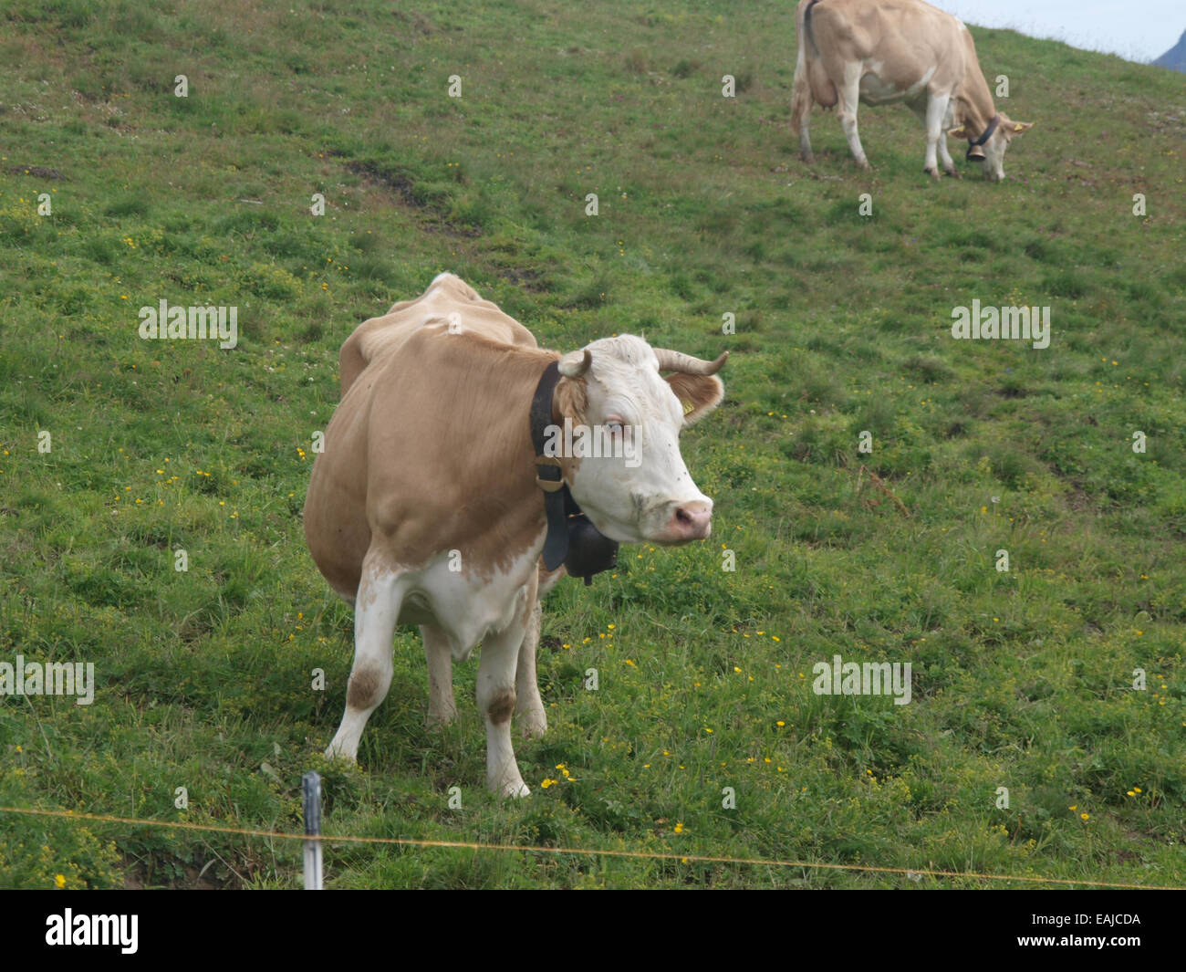Cloches de vaches suisses Banque de photographies et d’images à haute ...