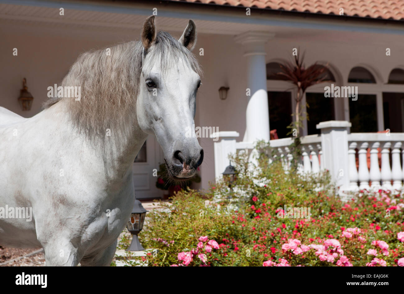 Cheval andalousie Banque de photographies et d’images à haute ...