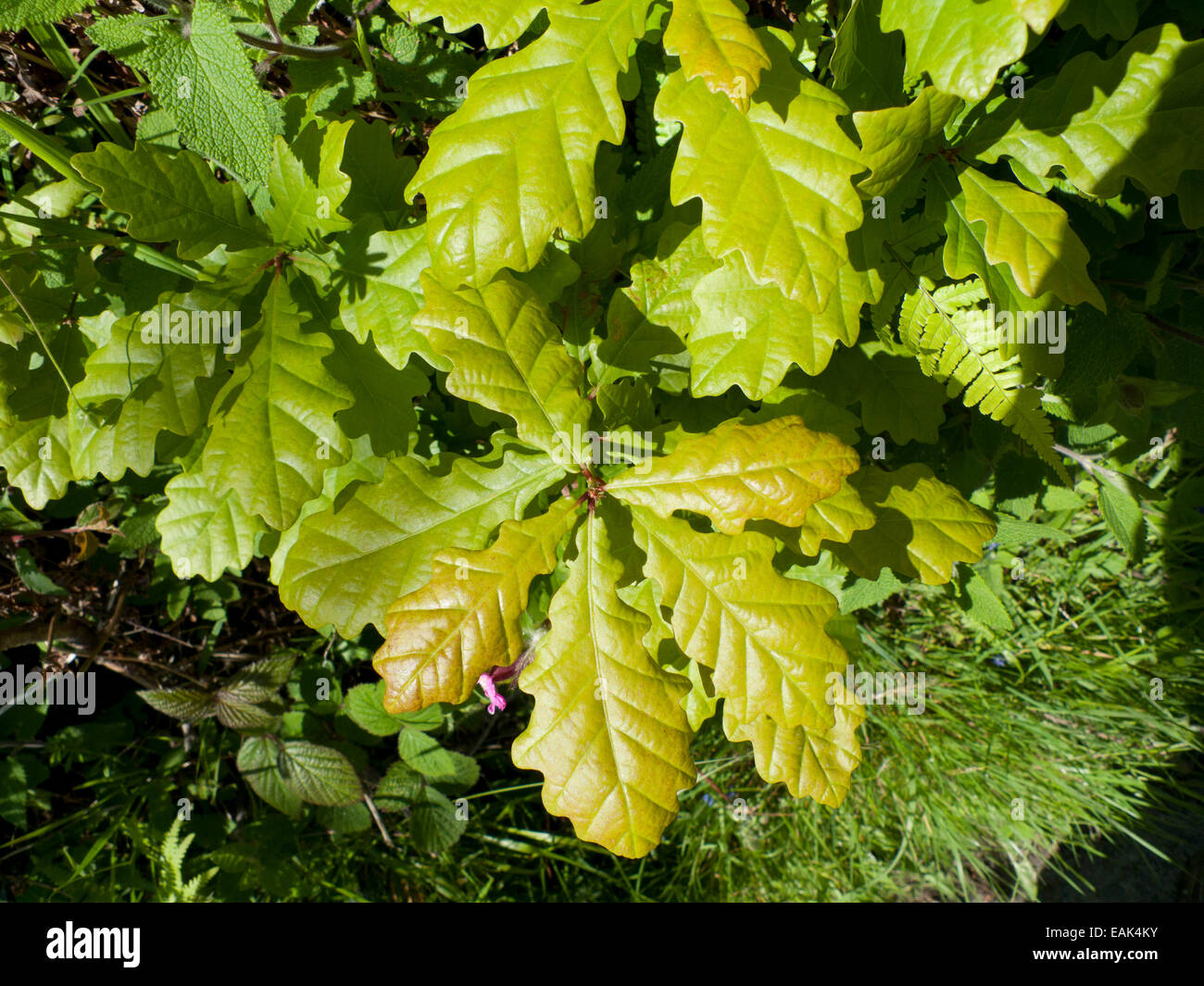 Jeune chêne Banque de photographies et d’images à haute résolution - Alamy