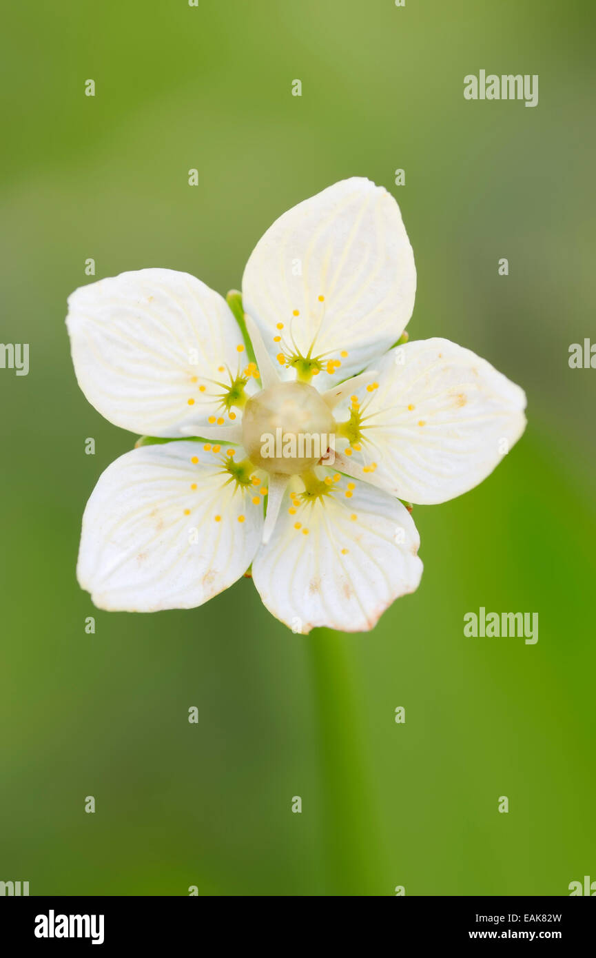 Le Parnasse Banque d'image et photos - Alamy