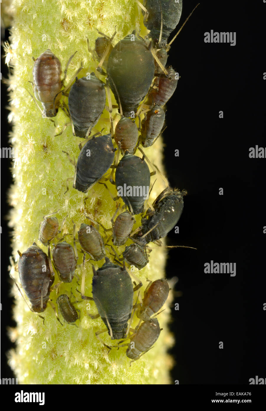 Ravageurs ravageurs Banque de photographies et d’images à haute ...