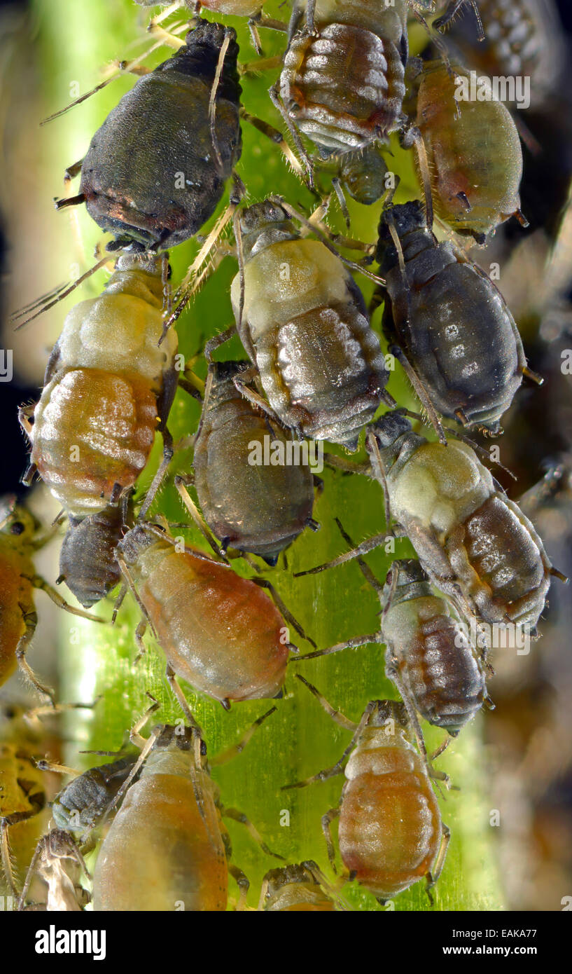 Gros plan de pucerons Banque de photographies et d’images à haute ...