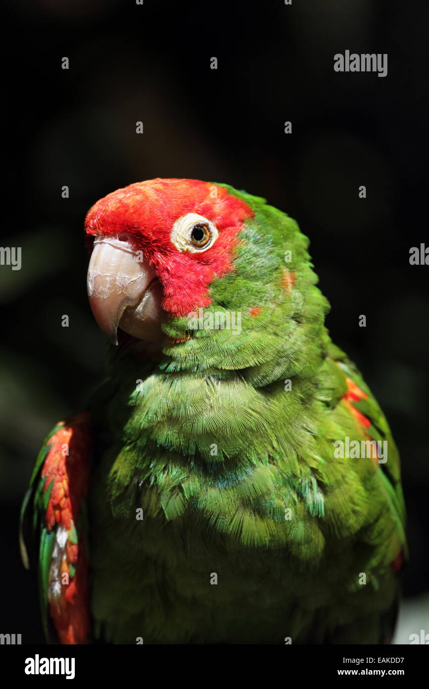 Psittacara mitrata Banque de photographies et d’images à haute ...