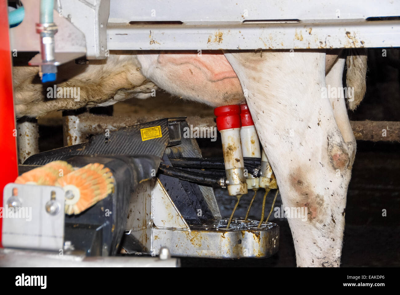Vache laitière robot Banque de photographies et d’images à haute résolution - Alamy