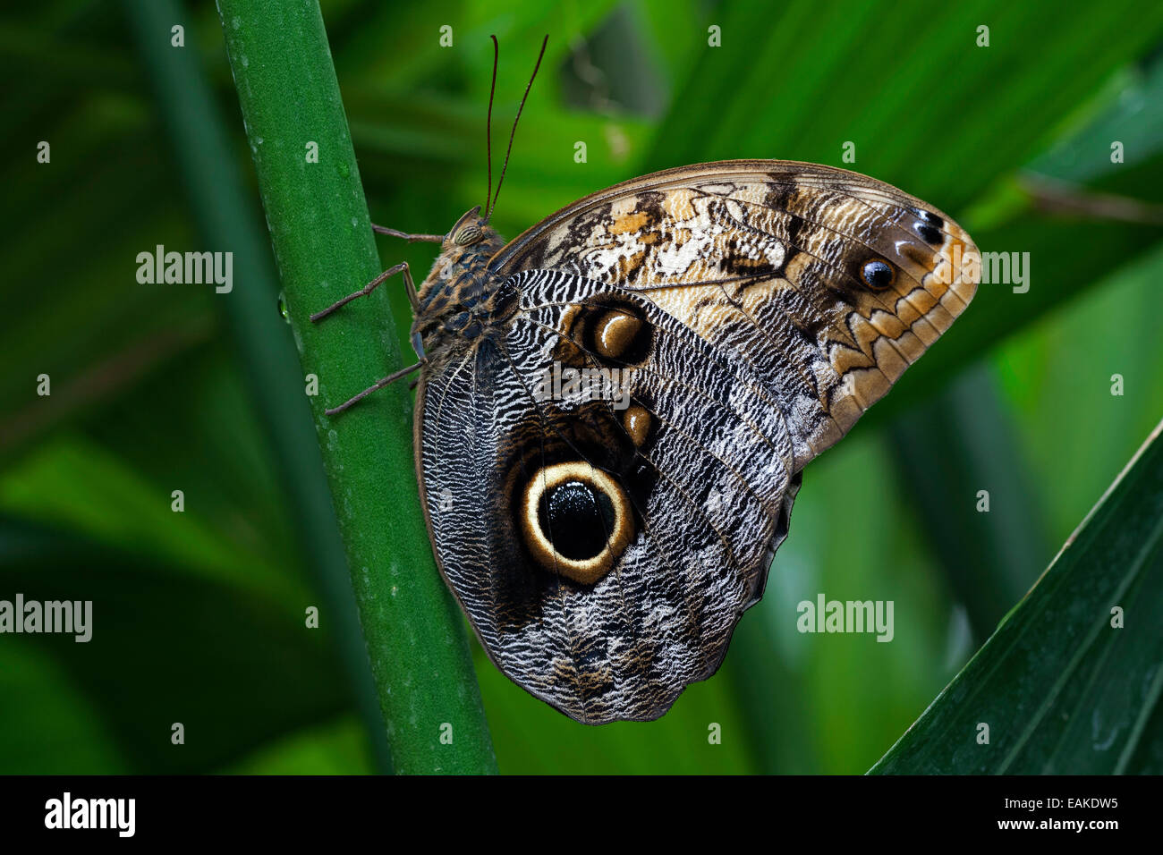 Forest giant owl Banque de photographies et d’images à haute résolution ...