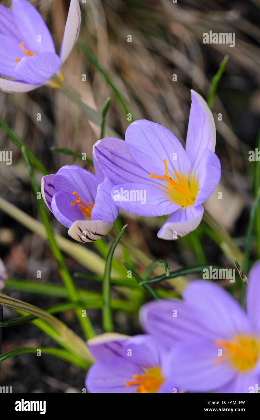 Crocus imperati Banque de photographies et d’images à haute résolution ...