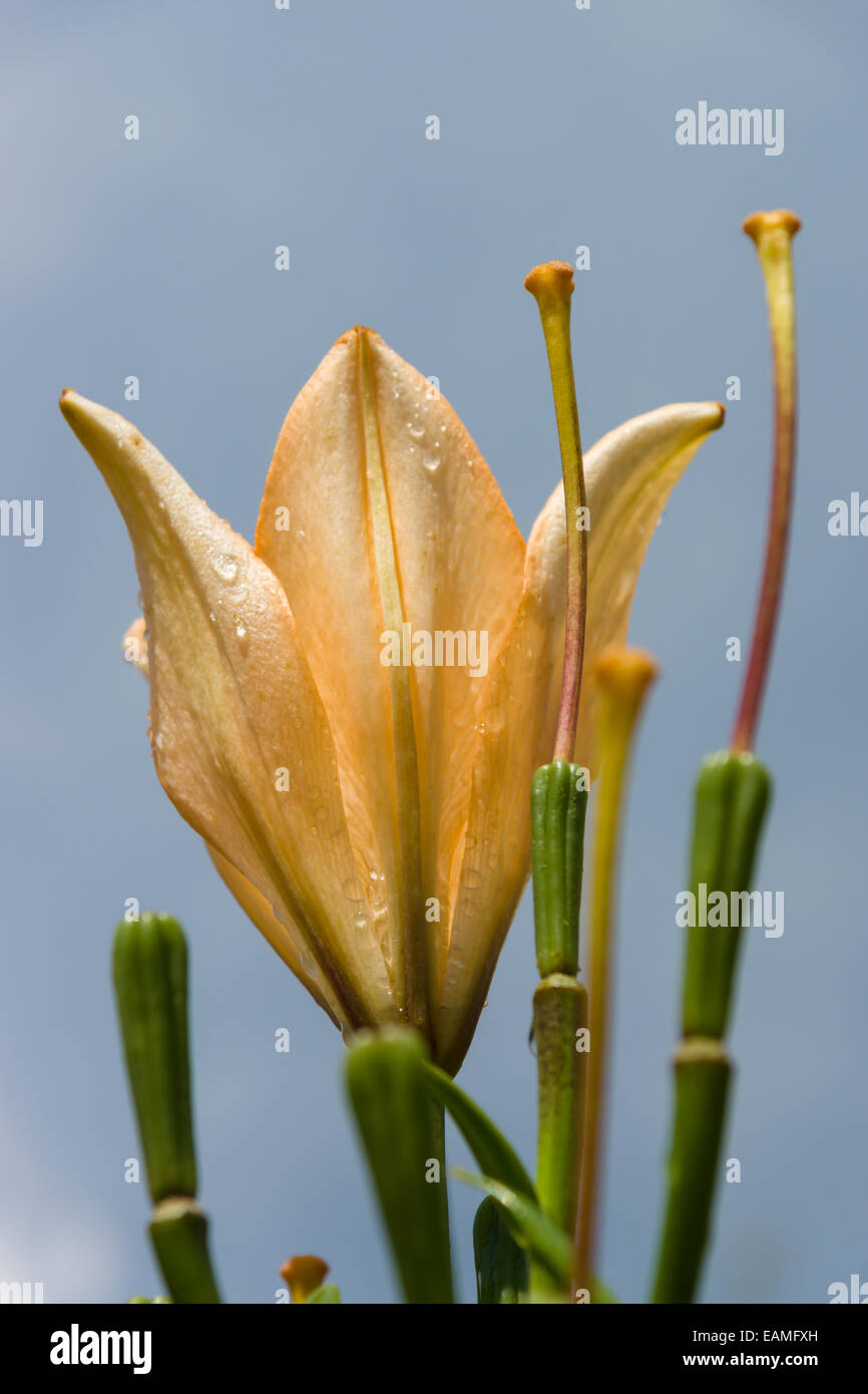 Lis de pluie bleu Banque de photographies et d’images à haute résolution - Alamy