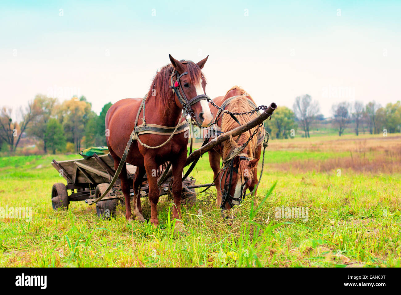 Char tiré par des chevaux Banque de photographies et d’images à haute ...