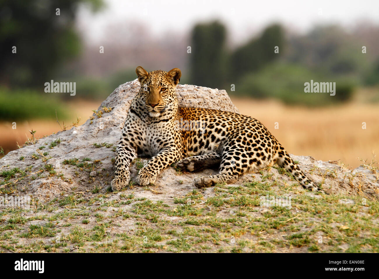Superbe exemple d'un adulte tom leopard, l'un des big five & un ...
