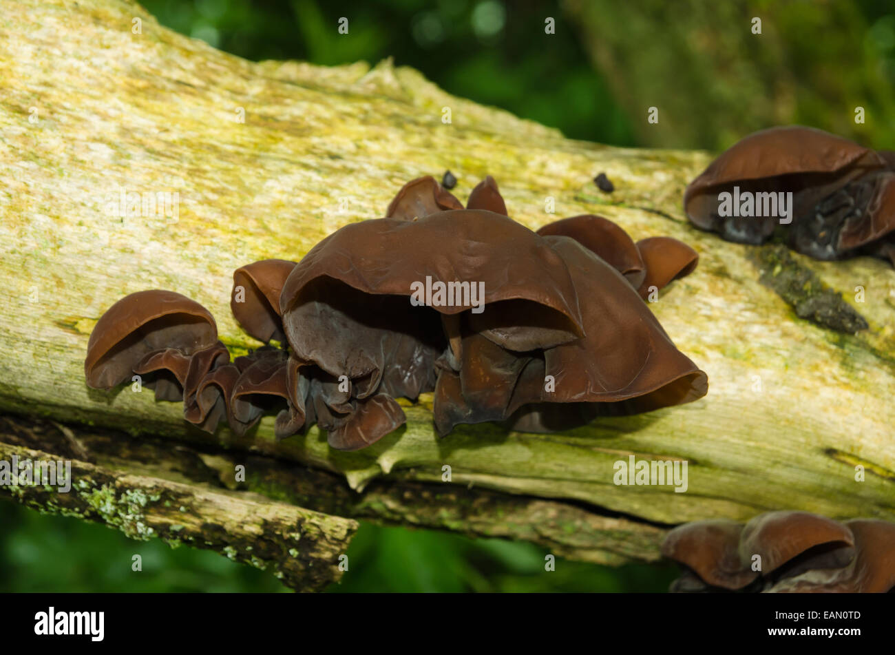Champignons oreille gelée - Auricularia auricula-judae Photo Stock - Alamy