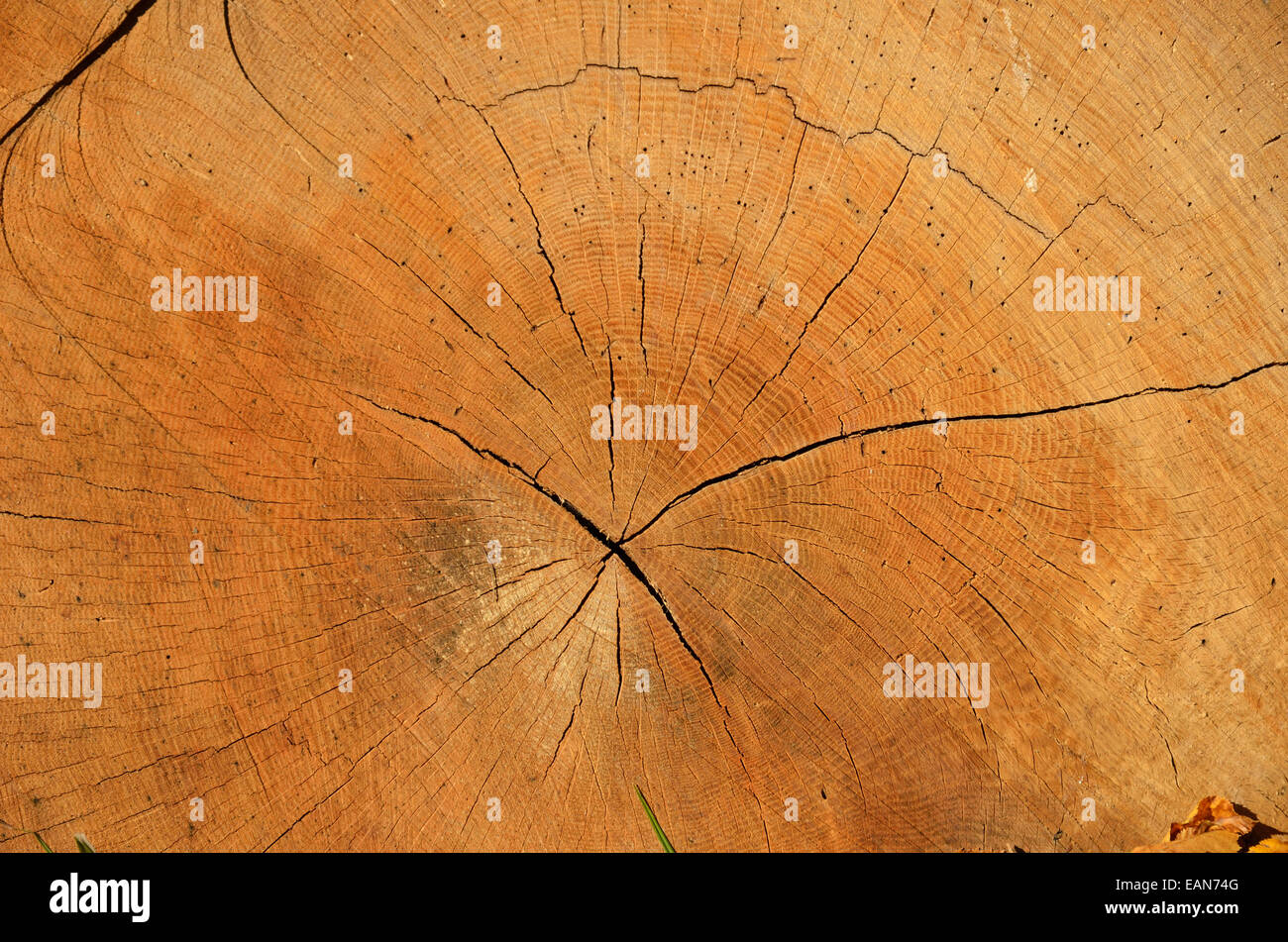 Une section transversale de la vieux tronc Photo Stock - Alamy
