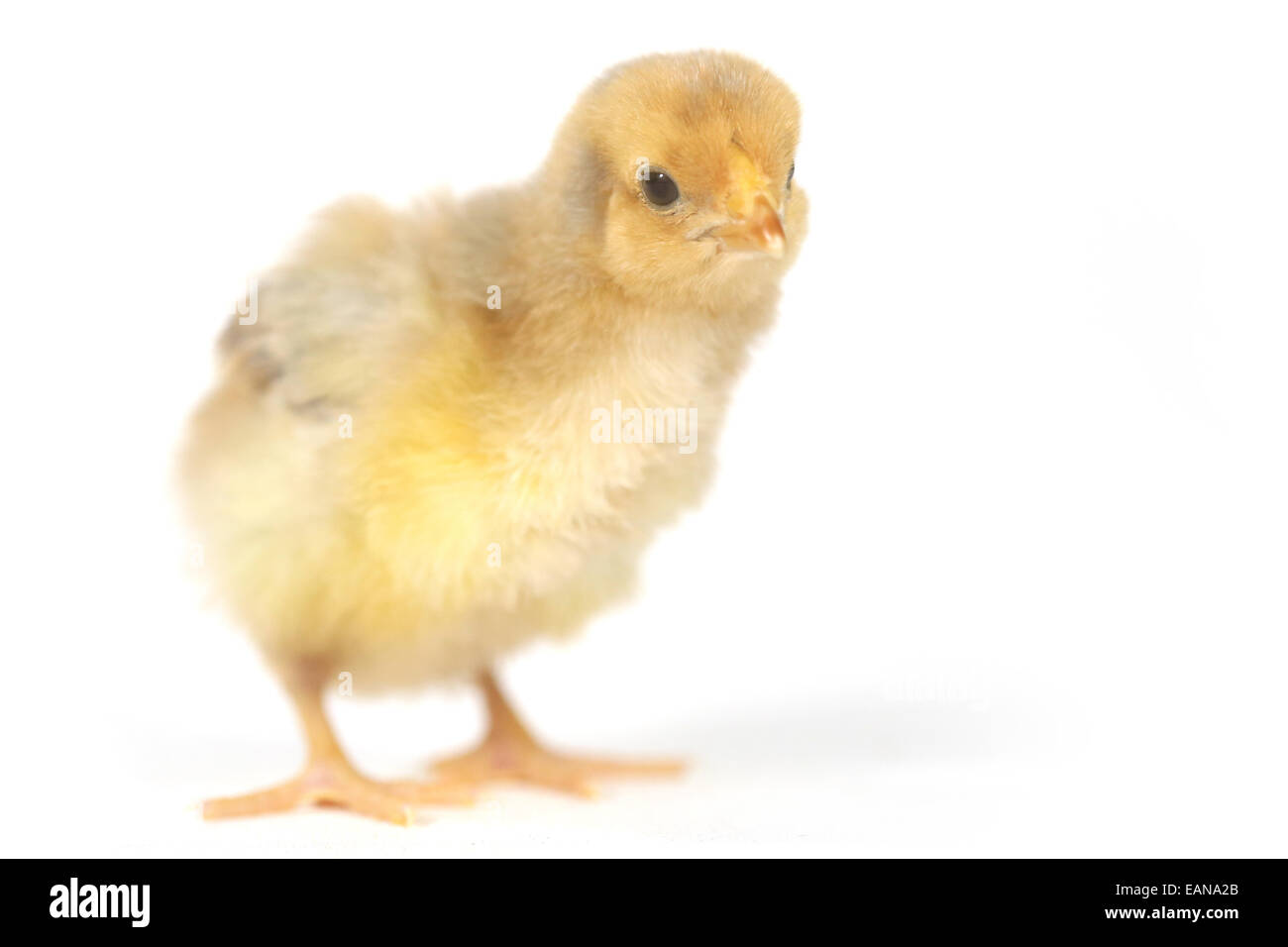 Baby chicken Banque de photographies et d’images à haute résolution - Alamy