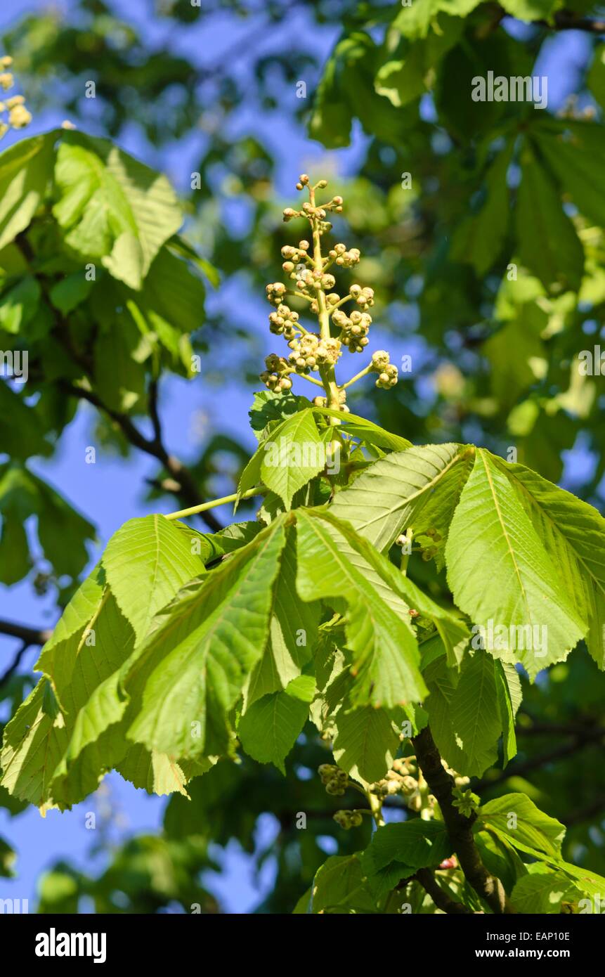 Common horse chestnut aesculus hippocastanum Banque de photographies et ...
